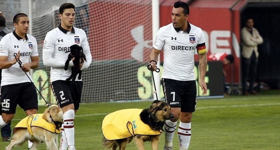 Watch Colo Colo Players Walk Out With Dogs Up For Adoption | The18