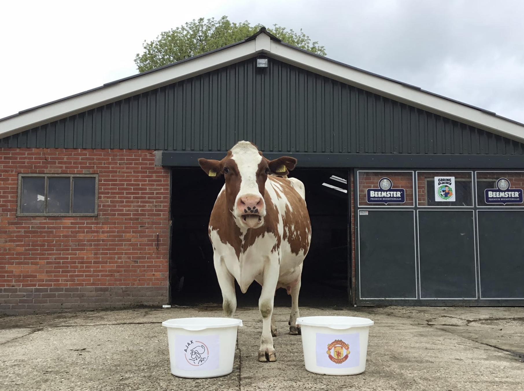 Psychic Cow Predicts Winner Of Tomorrow's Europa League Final | The18