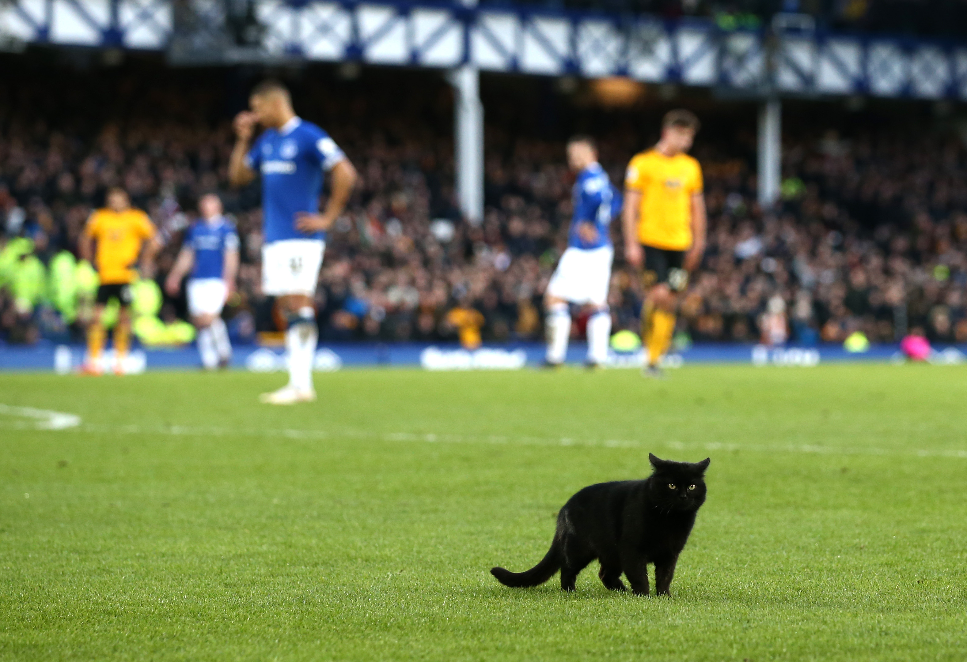 The 5 Best Animal Pitch Invaders Of All Time | The18