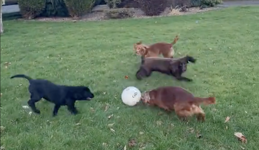 Little dog from Rosario puts on the greatest display of dribbling we’ve ...
