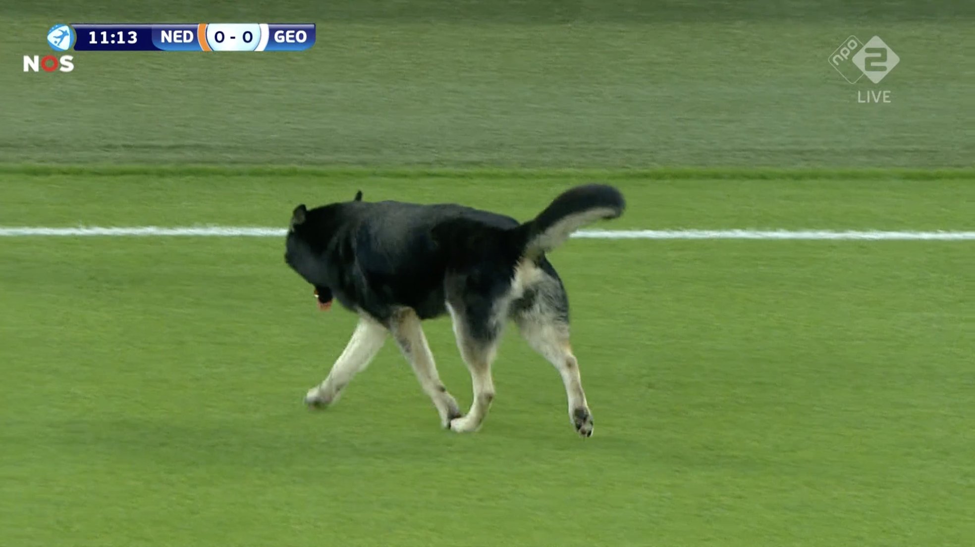 Pooch invader! Dog enjoys a minute of glory on the field before being ...