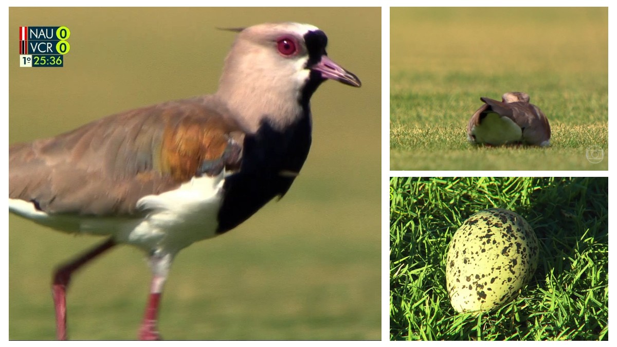 En Medio De Un Partido: Pájaro Pone Huevo En Fútbol Brasileño