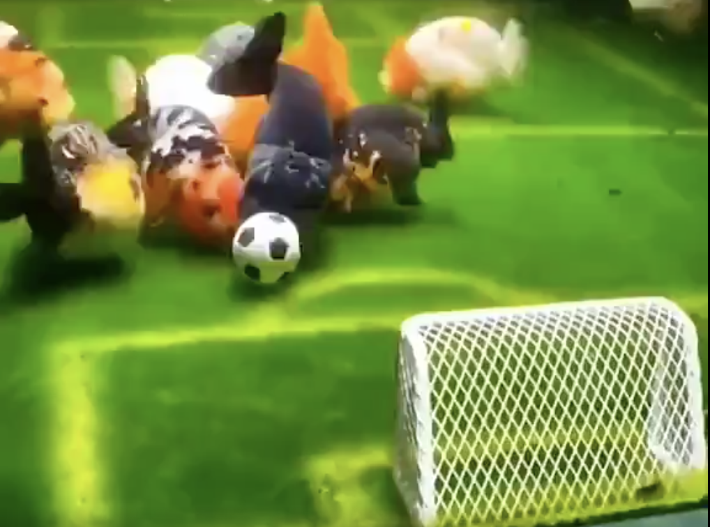 Animals Playing Soccer Is The Best Thing You'll See Today
