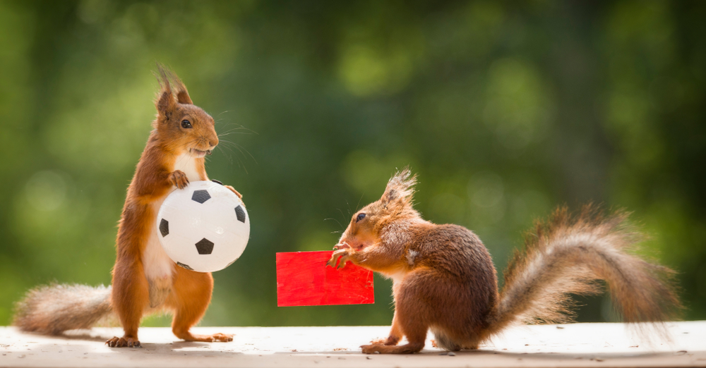 Which Animal Is The Best At Predicting World Cup Games? (Hint: It's Our ...