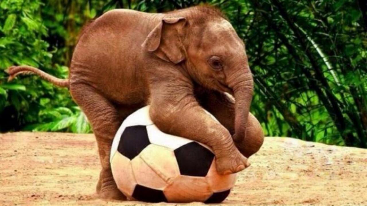 Animals Playing Soccer. Just As Awesome As You Would Expect. | The18