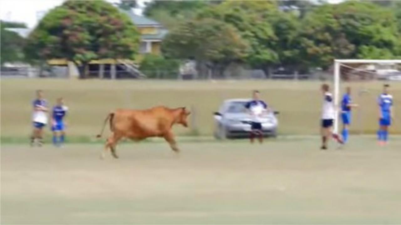 Soccer Cow Just Wants To Be A Person And Play Soccer