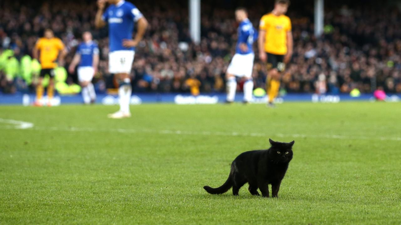 The 5 Best Animals On Soccer Fields During Games