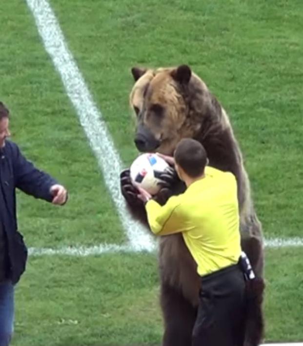 Soccer Bear Brings Match Ball To Referee In Russia