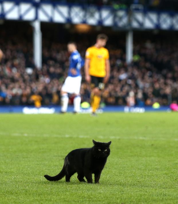 The 5 Best Animals On Soccer Fields During Games