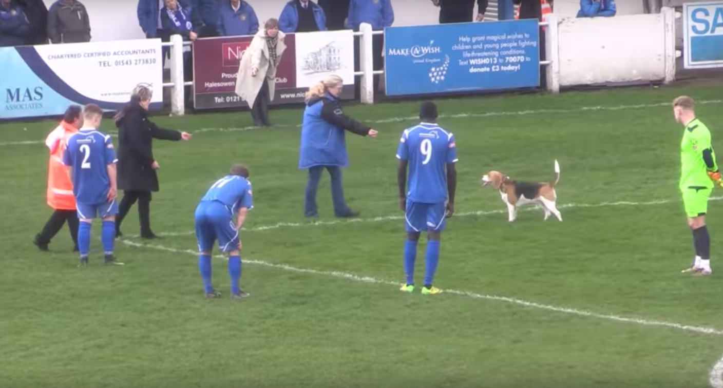 No One Could Catch This Pitch Invading Dog | The18