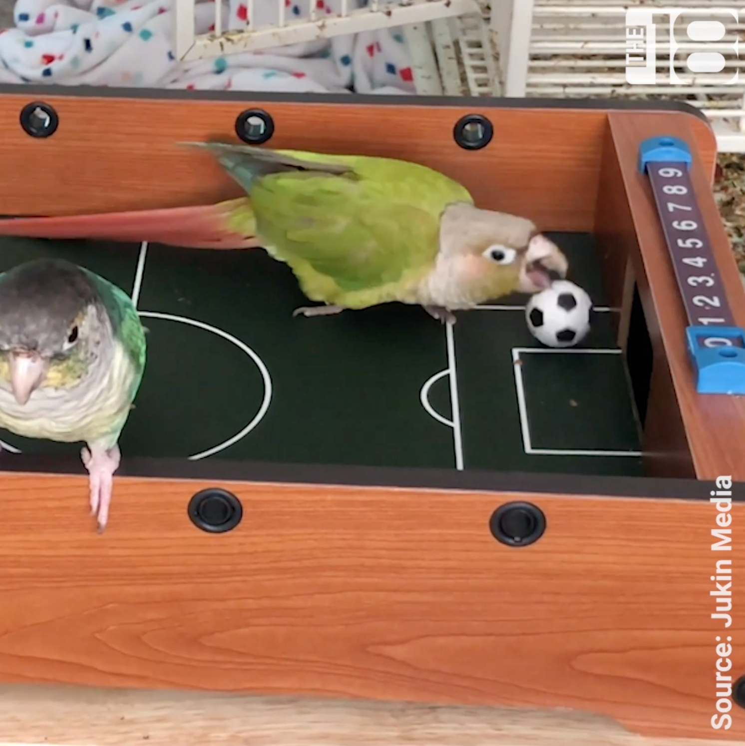 Parrot Soccer | The18