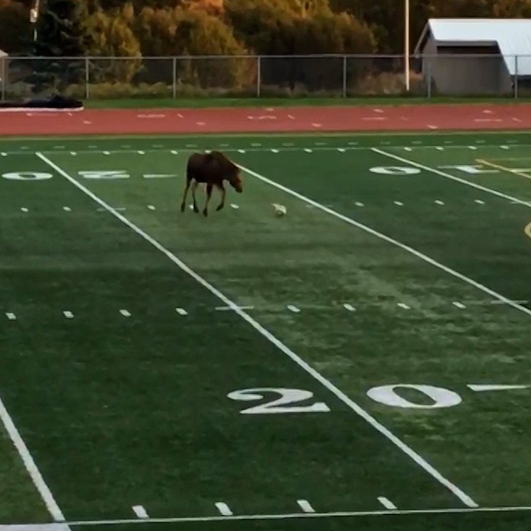 Moose Plays Soccer In Alaska
